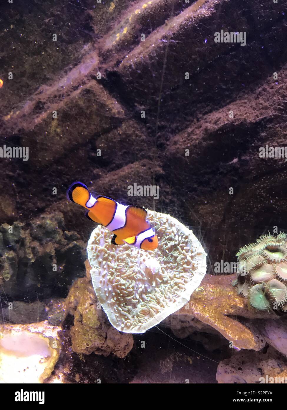 Lucky fin hi-res stock photography and images - Alamy