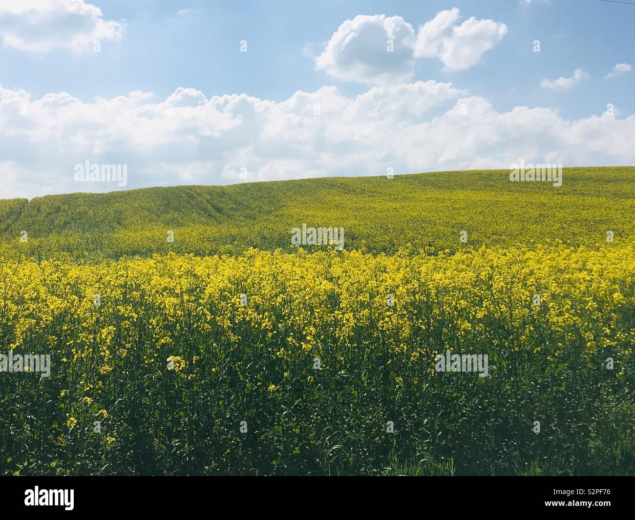 Rapseed fields hi-res stock photography and images - Alamy