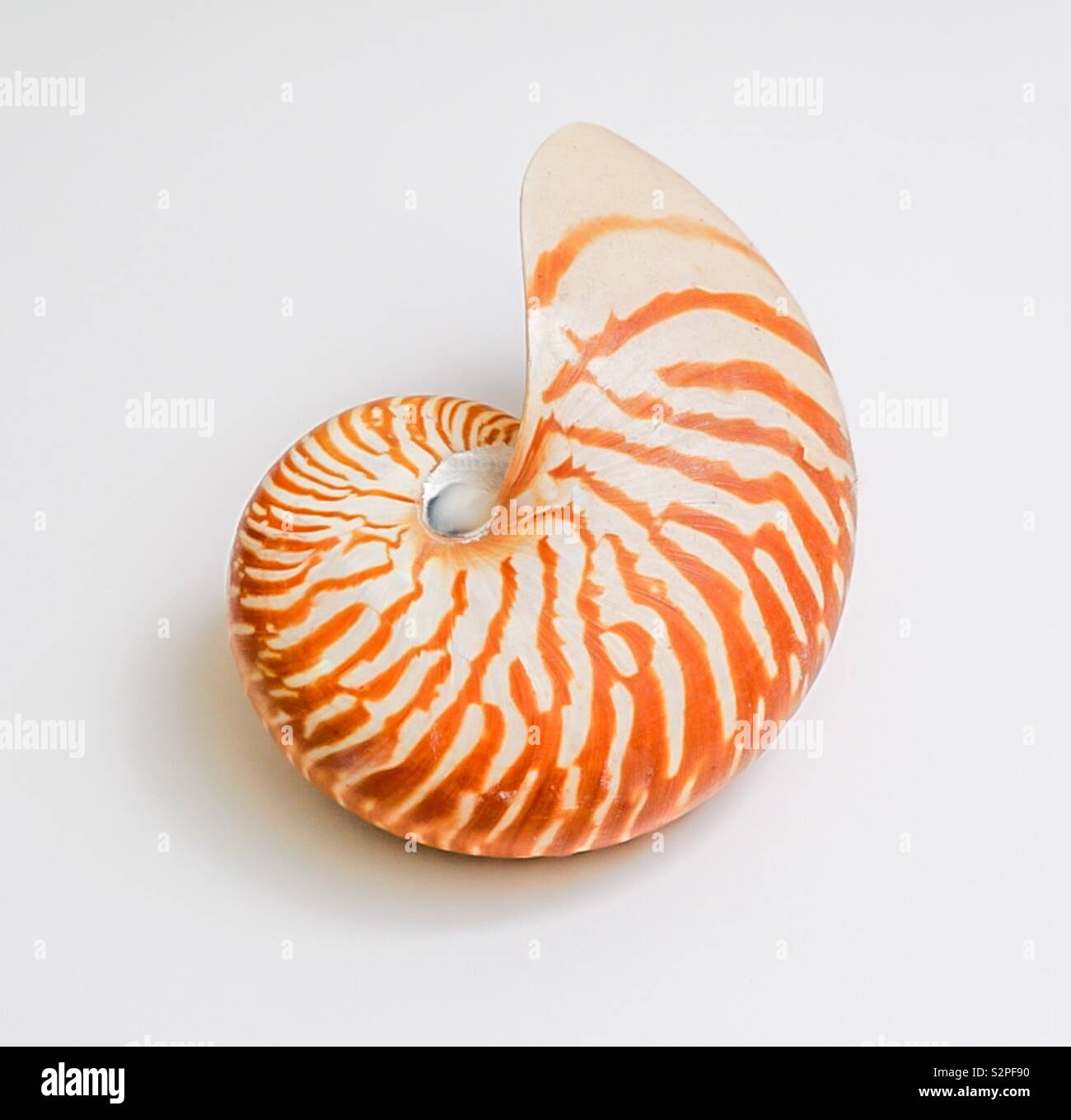 Nautilus shell close up hi-res stock photography and images - Alamy