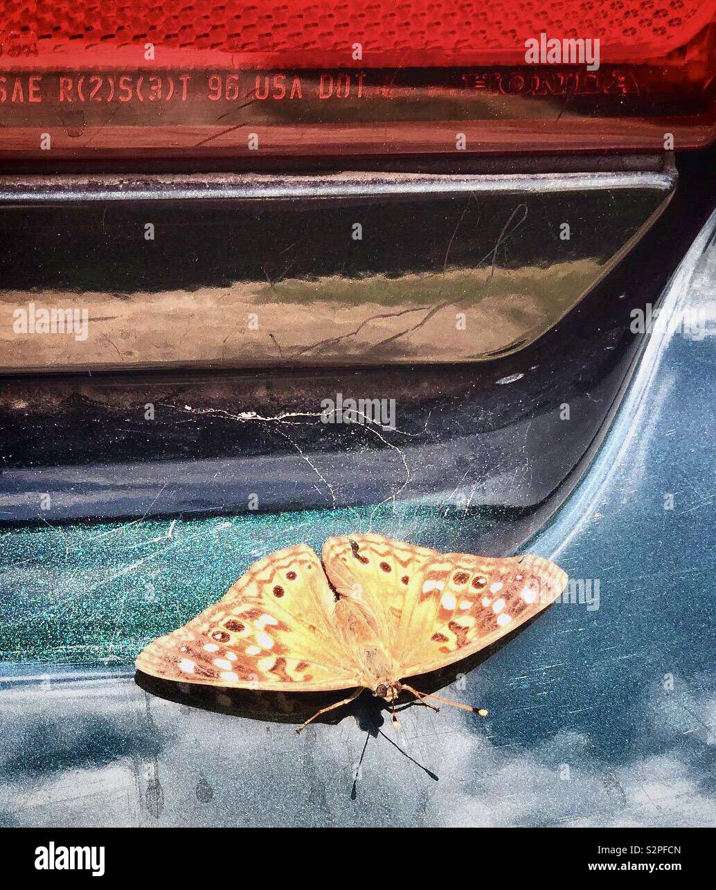 Butterfly on car hi-res stock photography and images - Alamy
