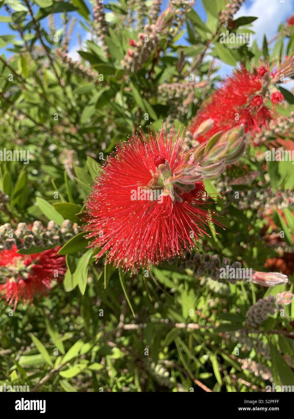 Red bottlebrush hi-res stock photography and images - Alamy