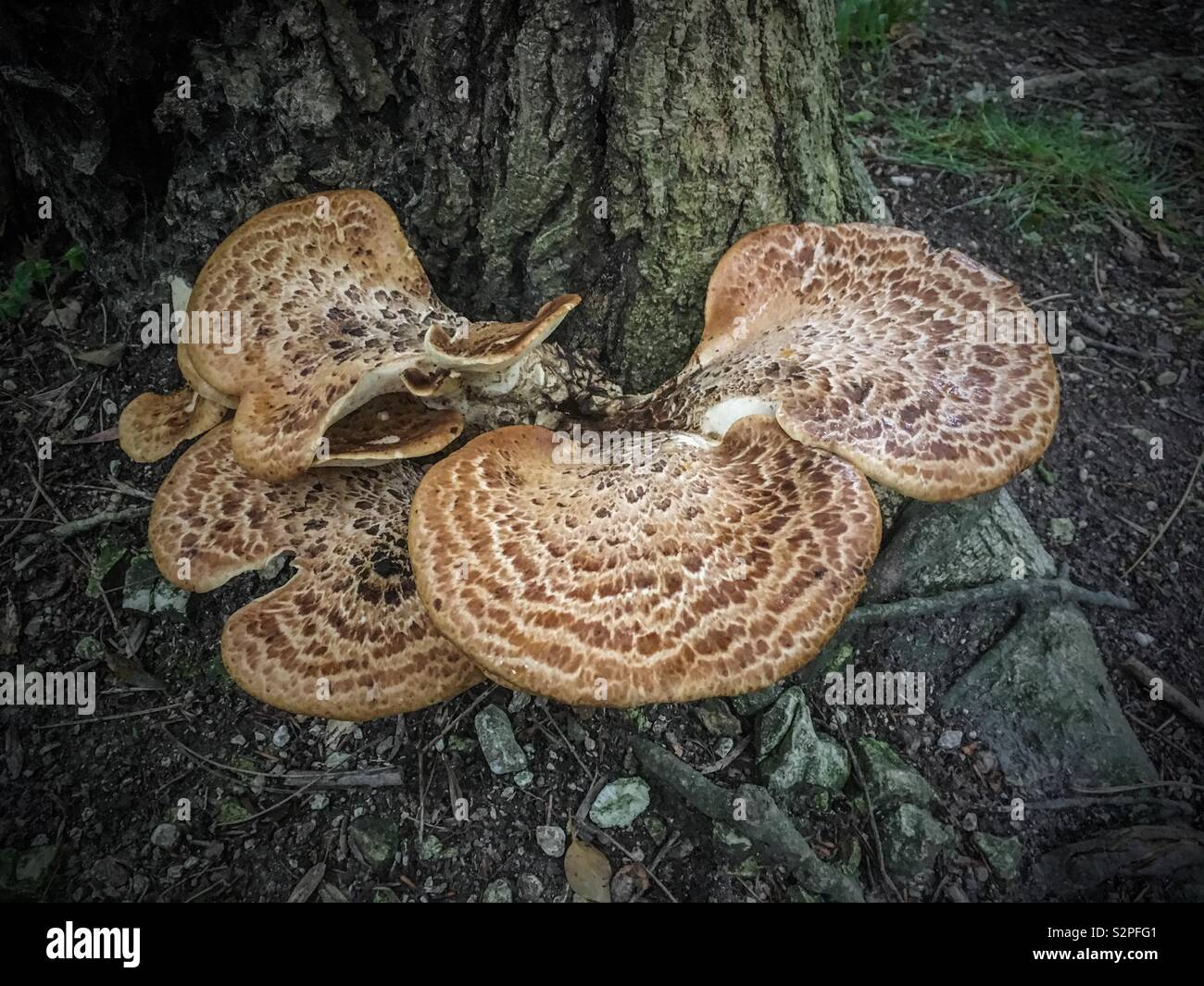 Scaly wood mushroom hi-res stock photography and images - Alamy