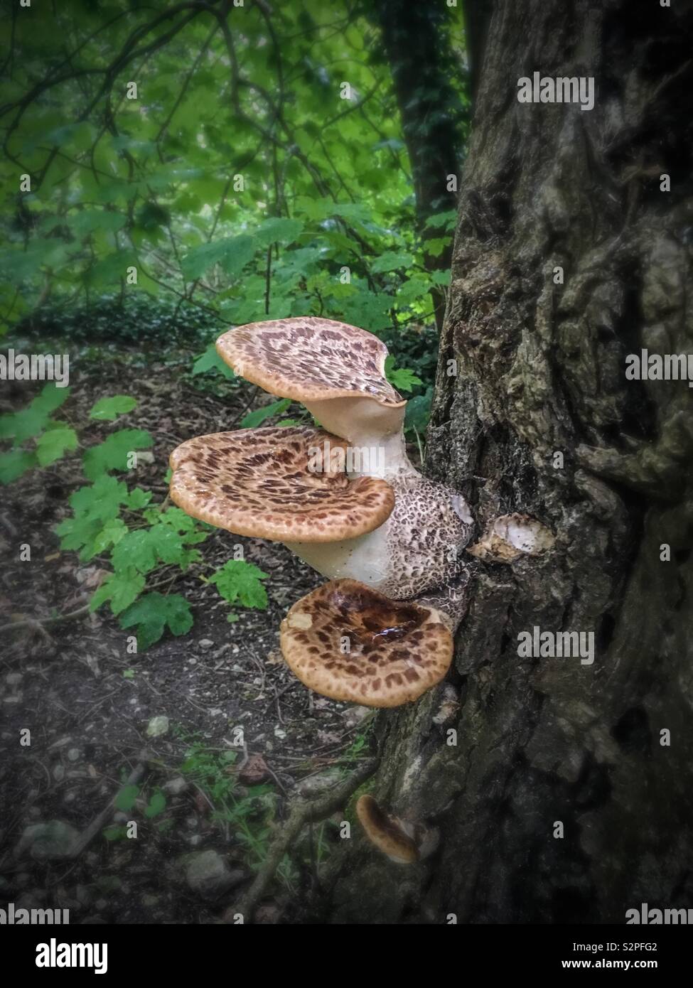 Dryad’s Saddle or Scaly Polypore Fungi on a Tree Trunk Stock Photo - Alamy