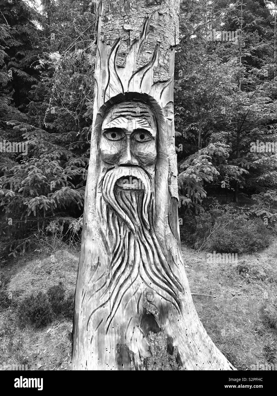 Tree face carving Black and White Stock Photos & Images - Alamy