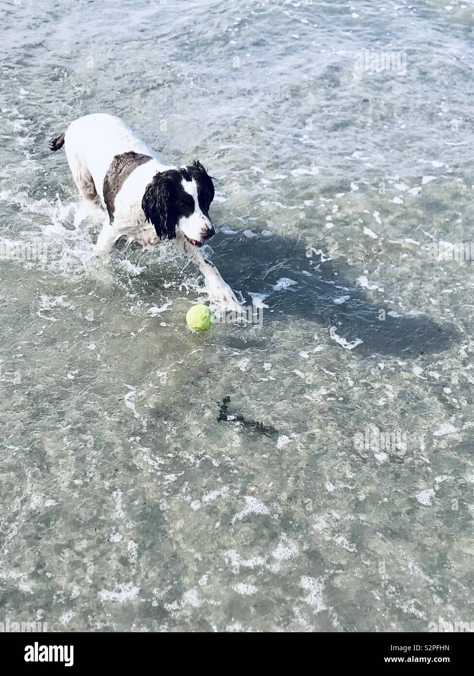 Fetch in the sea Stock Photo - Alamy