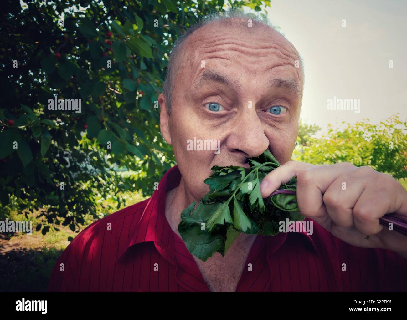 Outdoor portrait of senior vegan eating mangold and celery leaves in ...