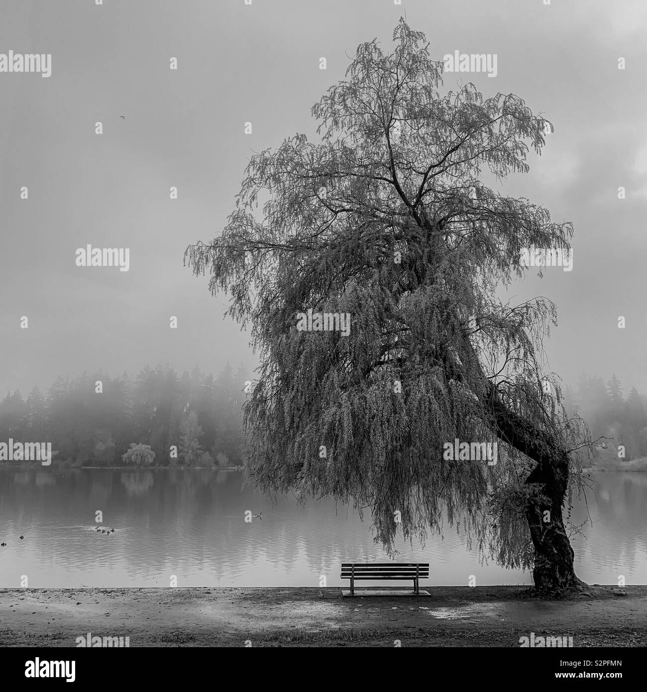 Fog willow hi-res stock photography and images - Alamy