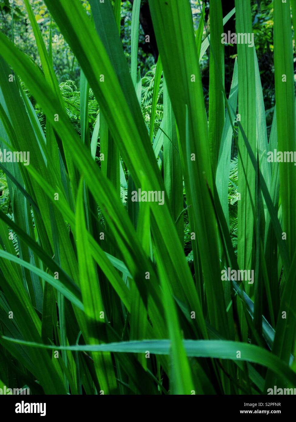 Long slender leaves hi-res stock photography and images - Alamy