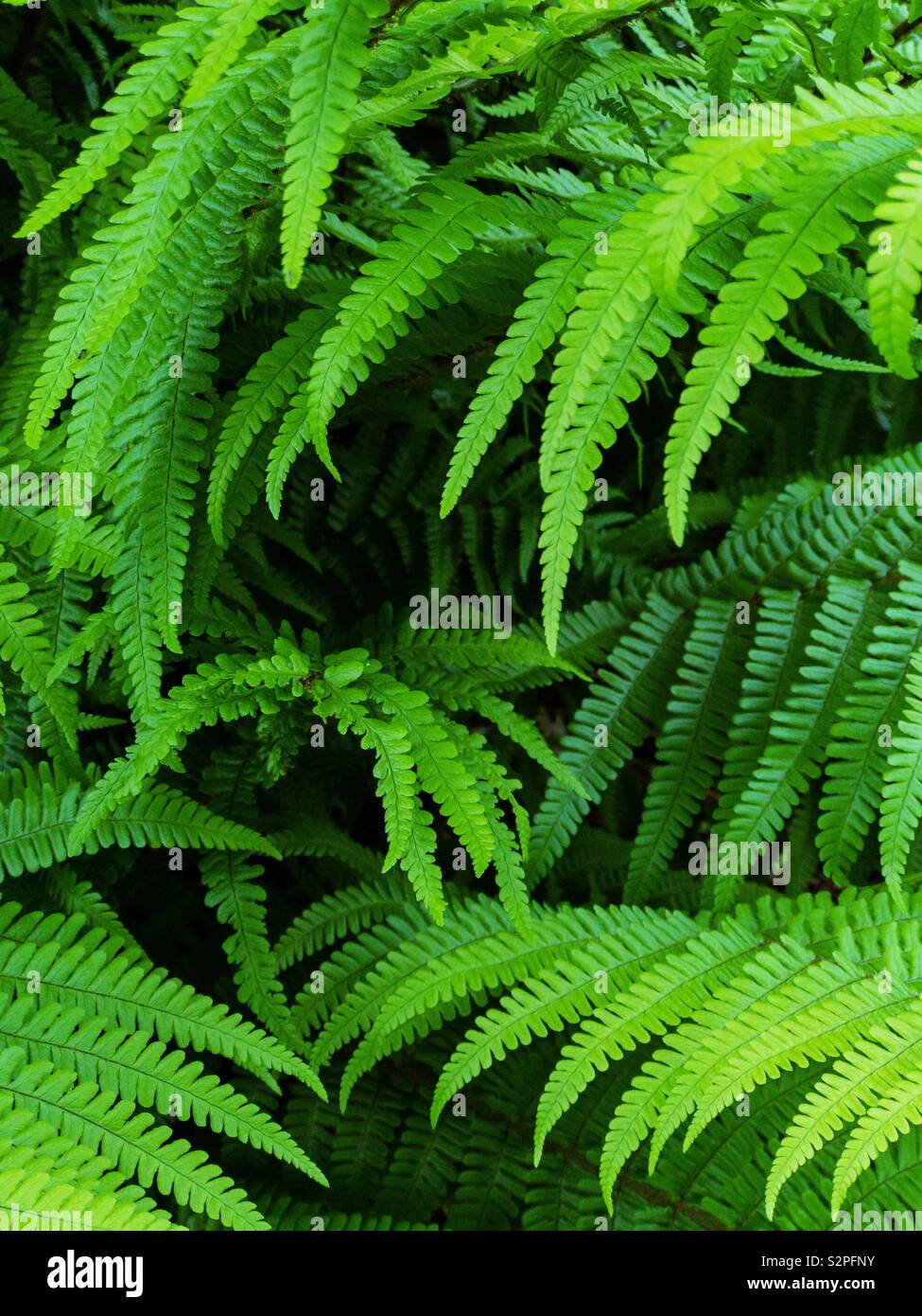 Fresh green ferns in spring Stock Photo - Alamy