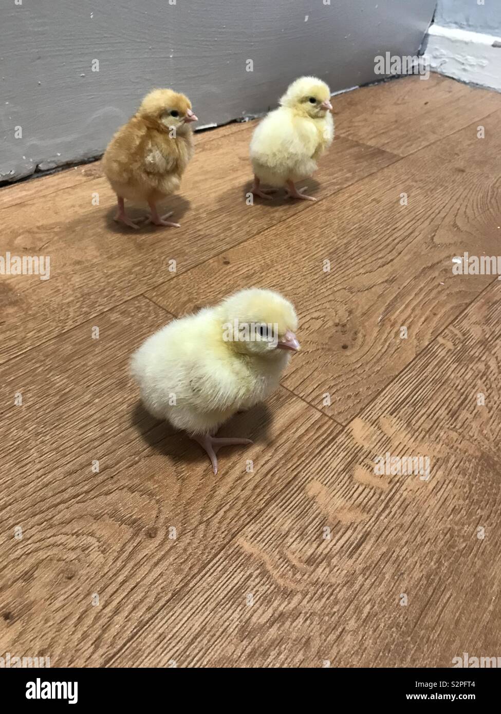 Baby chicks hi-res stock photography and images - Alamy