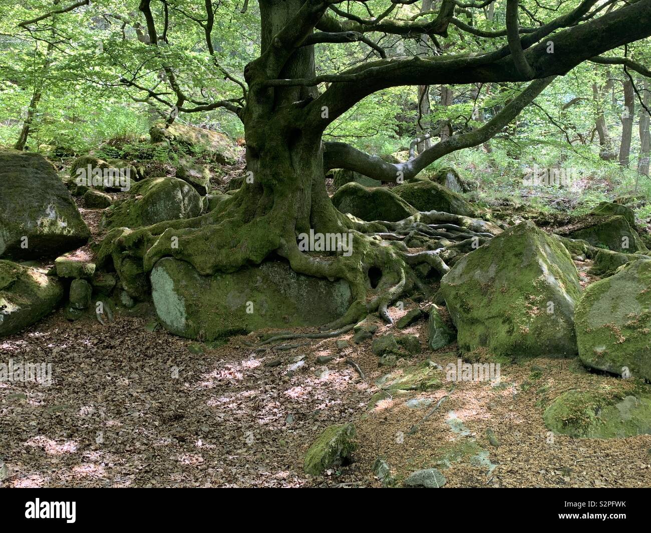 Roots tree stone hi-res stock photography and images - Alamy