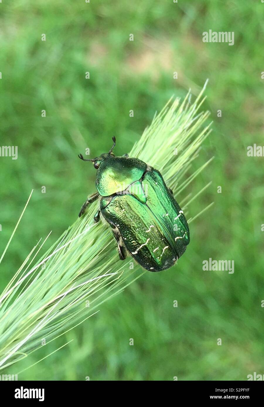 Shiny green beetle hi-res stock photography and images - Alamy
