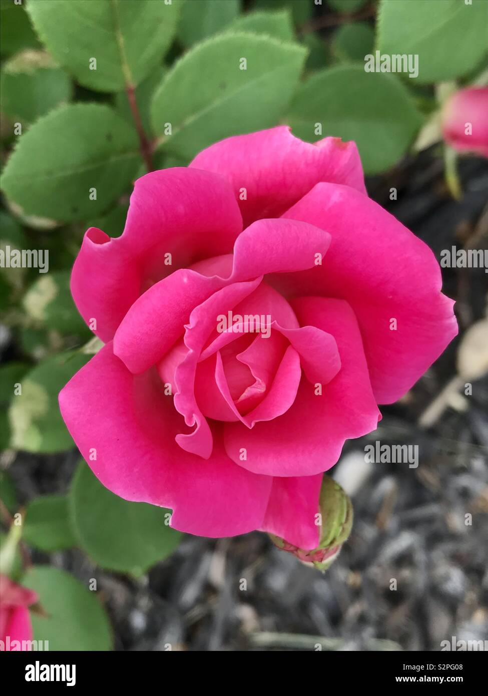 Beautiful Rose Color Explosion Stock Photo - Alamy
