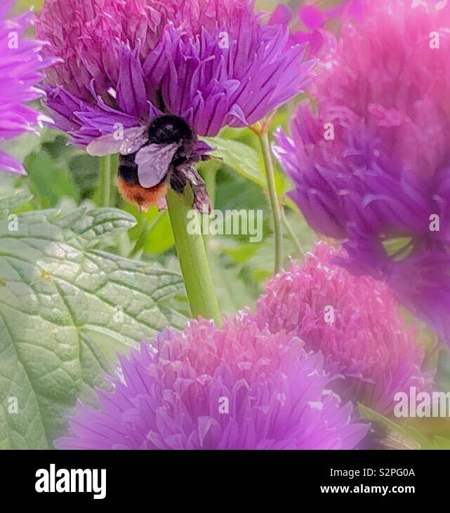 Fluffy bumblebee hi-res stock photography and images - Alamy