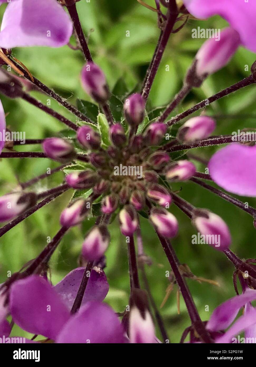 Floral explosion hi-res stock photography and images - Alamy