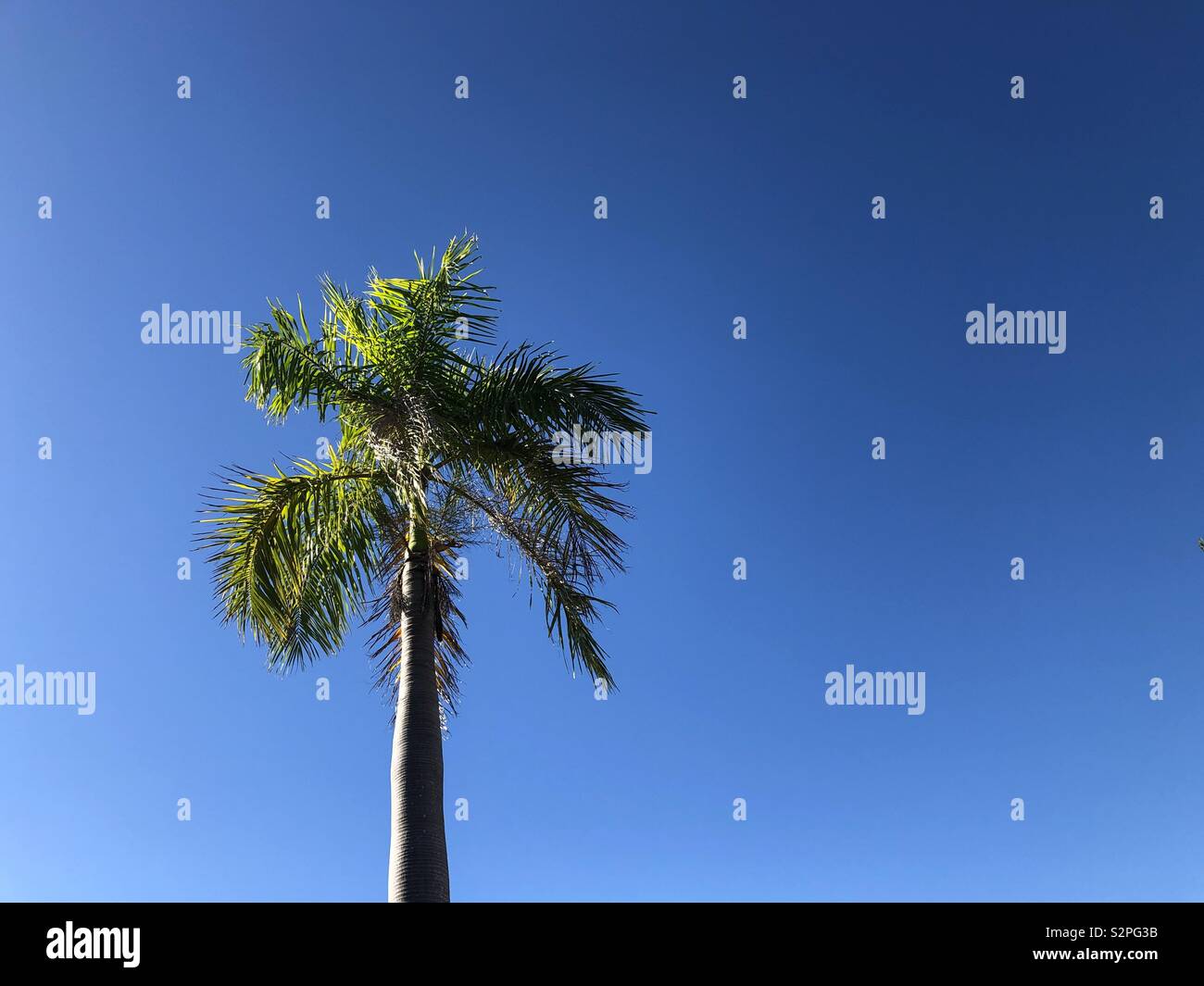 One palm tree hi-res stock photography and images - Alamy