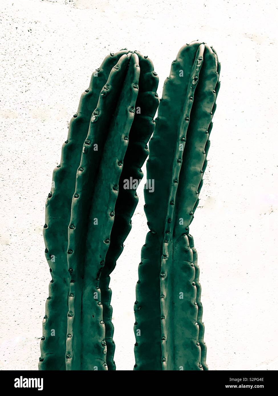 Leaning cactus hi-res stock photography and images - Alamy