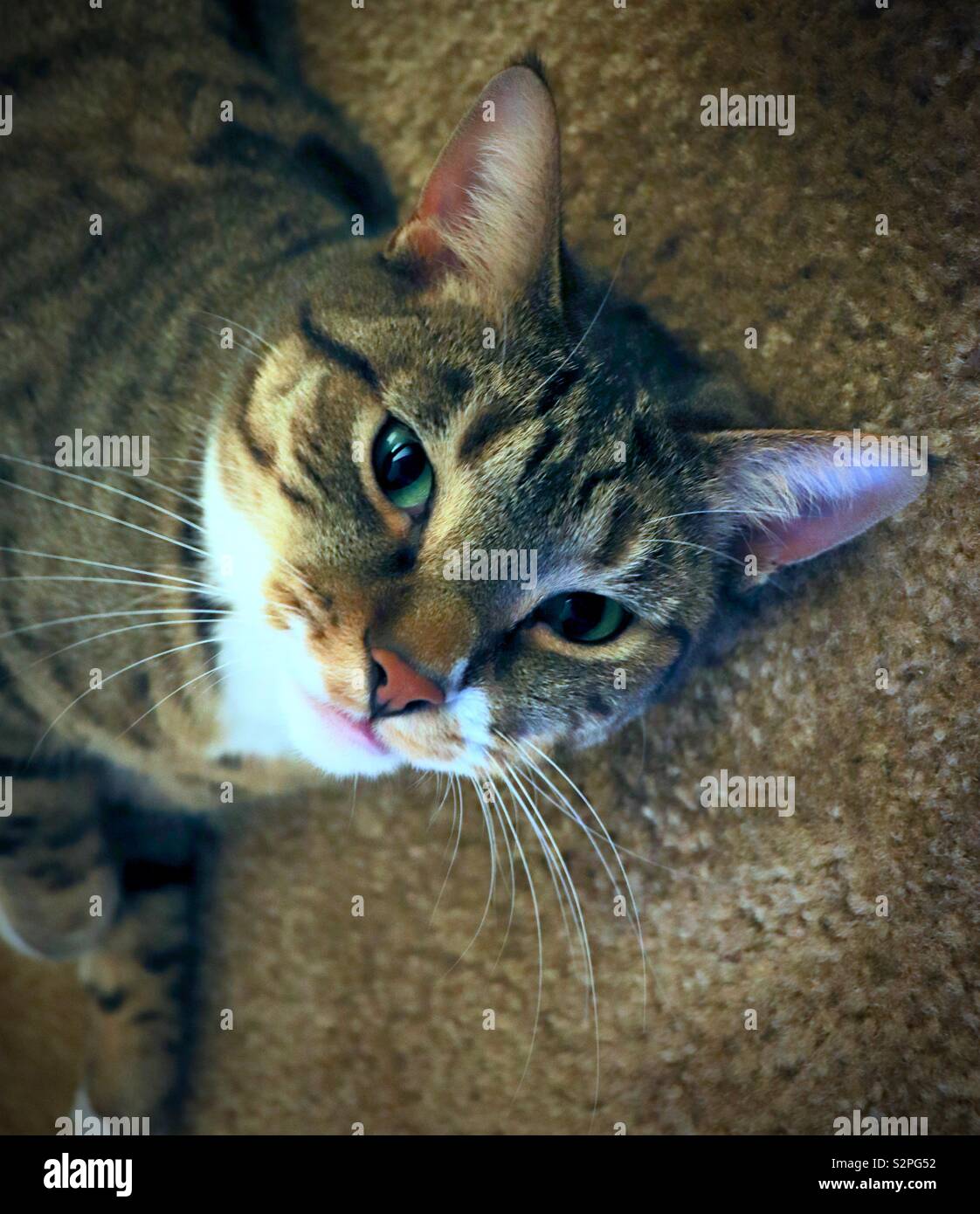 Cat laying on carpet hi-res stock photography and images - Alamy