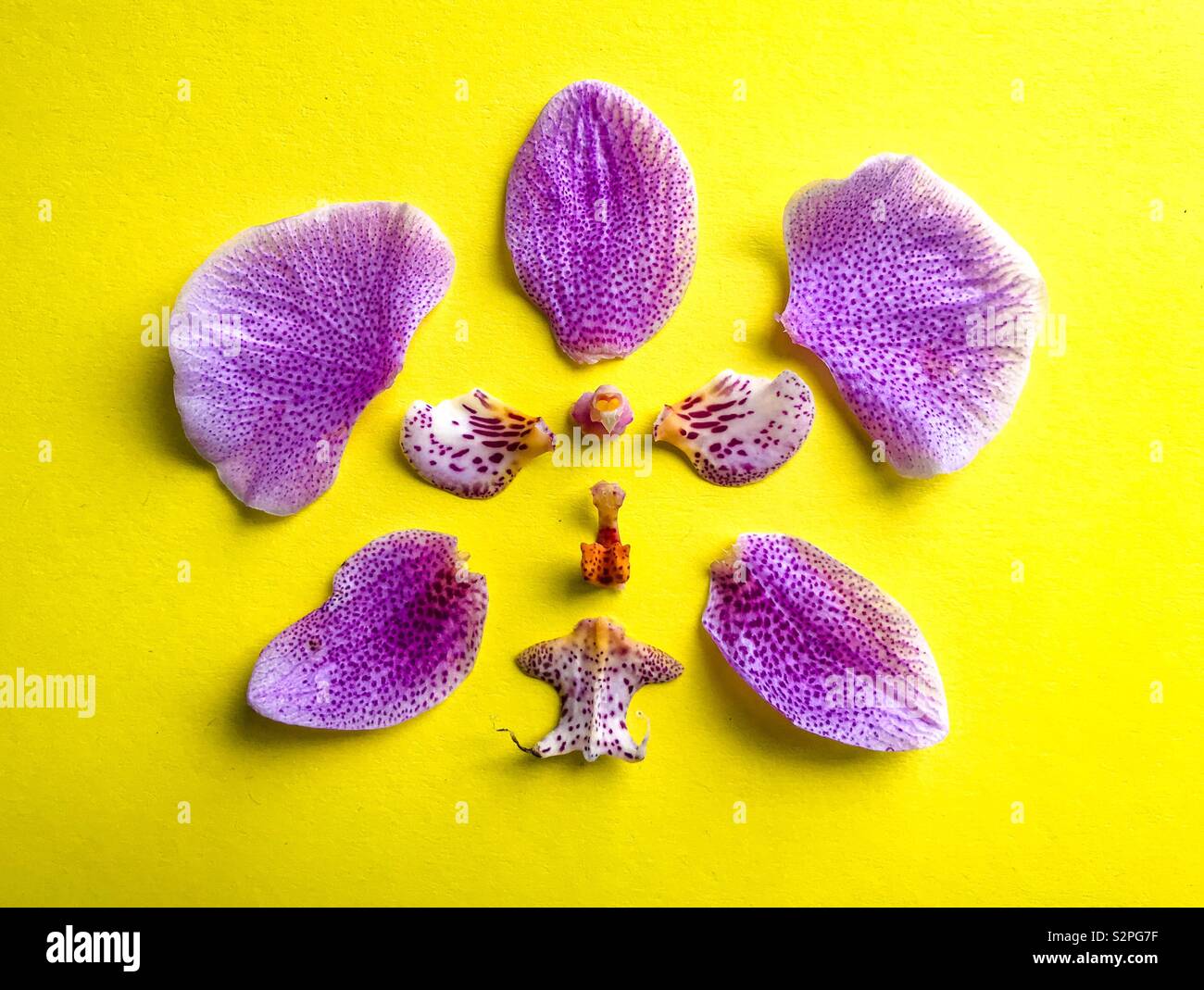 Dissected orchid flower against a yellow background Stock Photo - Alamy