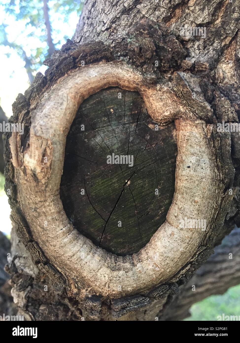 Tree knot hi-res stock photography and images - Alamy