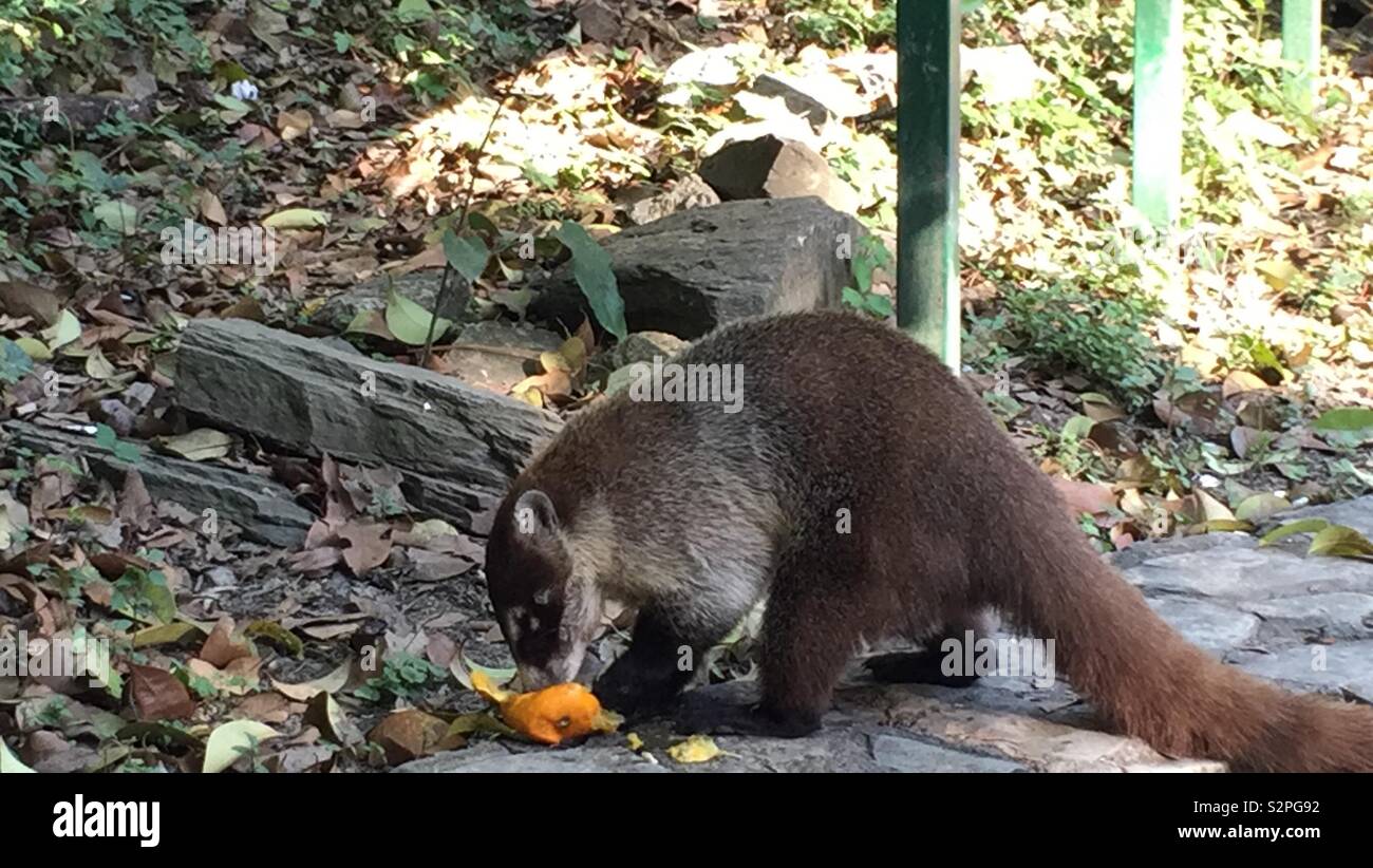 Feeding coati hi-res stock photography and images - Alamy