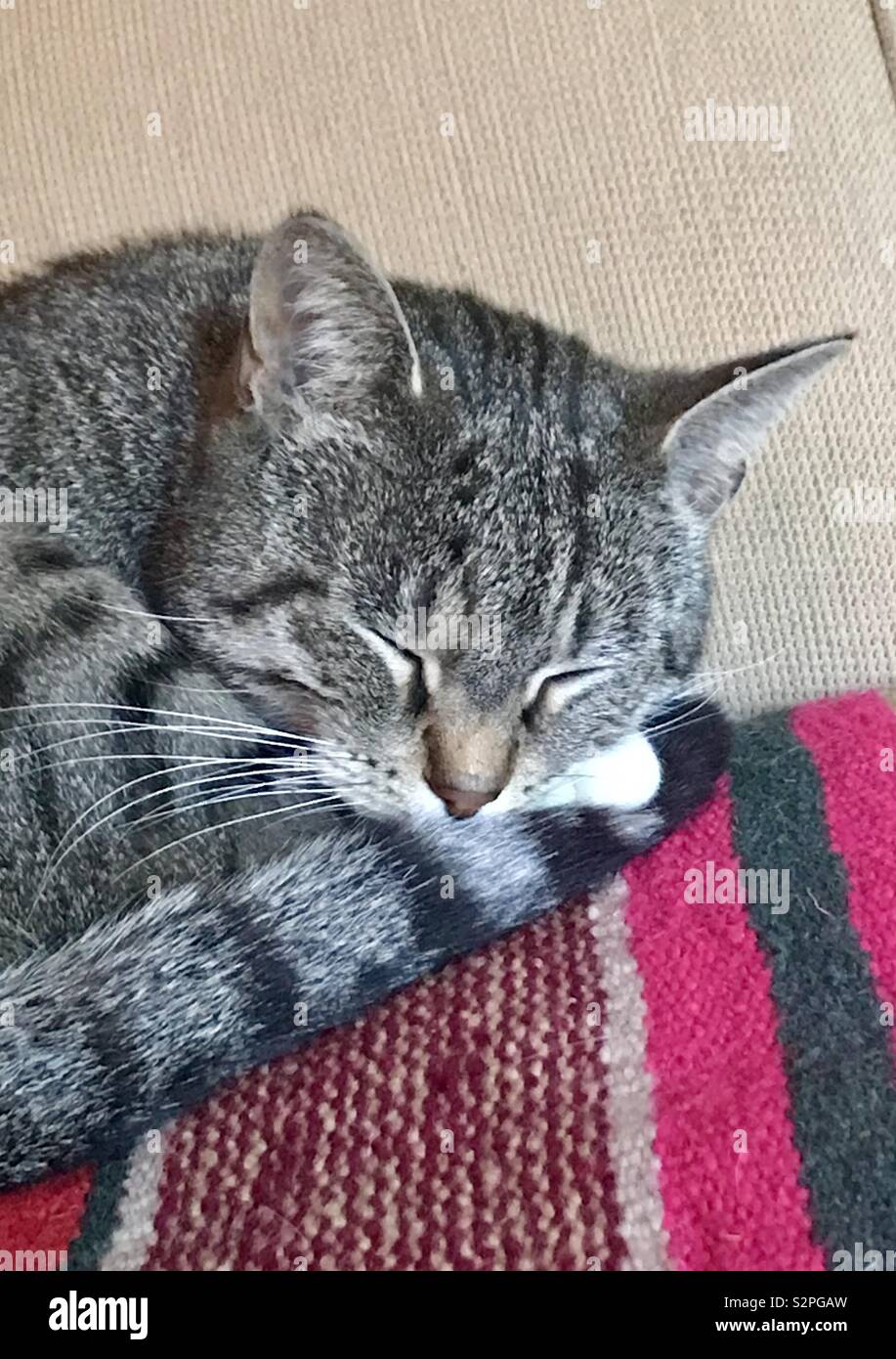 Tabby cat sleeping Stock Photo - Alamy