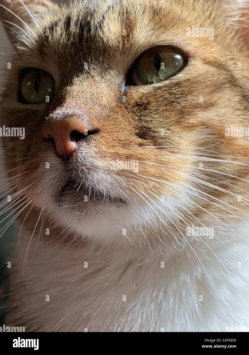 Cat up close hi-res stock photography and images - Alamy