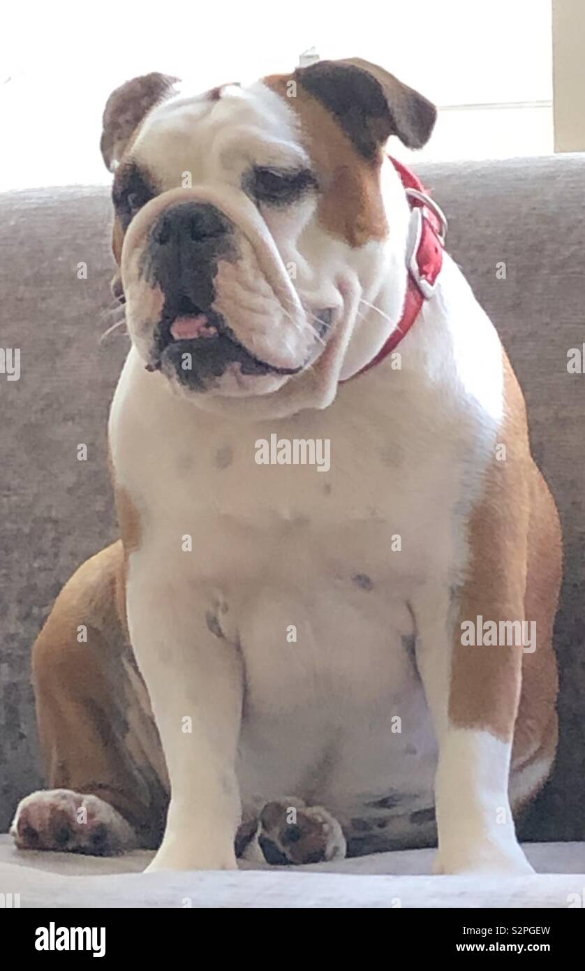 Soppy Dog High Resolution Stock Photography and Images - Alamy