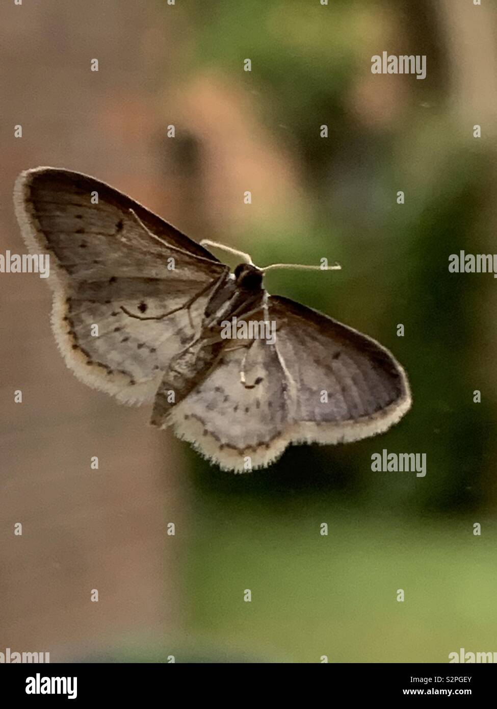 Moth on glass hi-res stock photography and images - Alamy