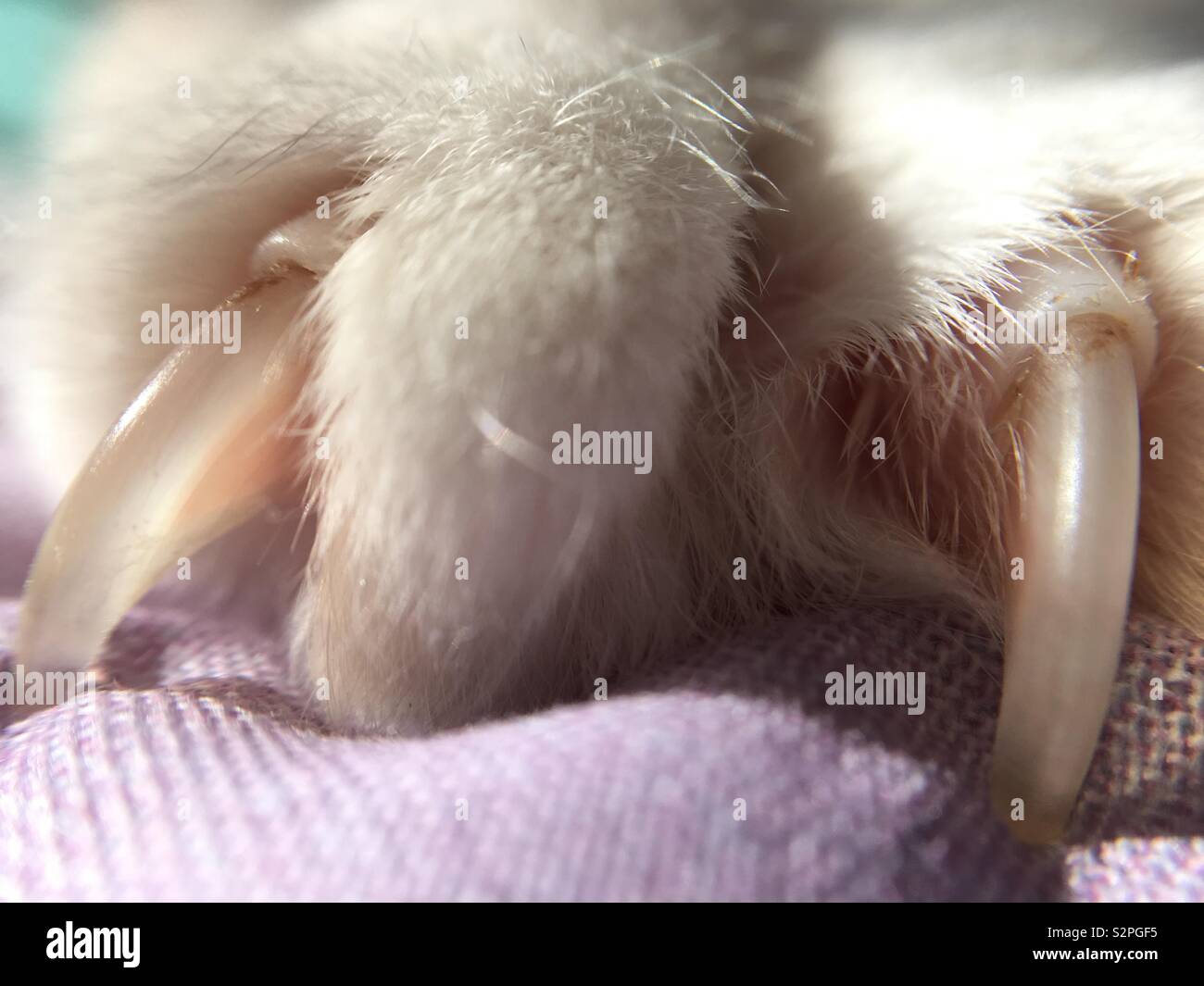 Sharp claws hi-res stock photography and images - Alamy