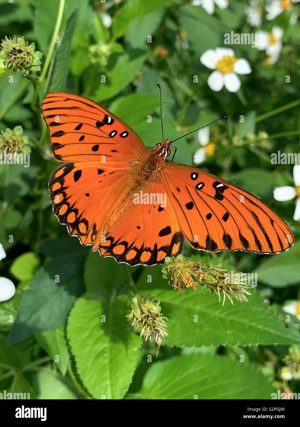 Color and bright orange Gulf Fritillary butterfly on daisy plant Stock ...
