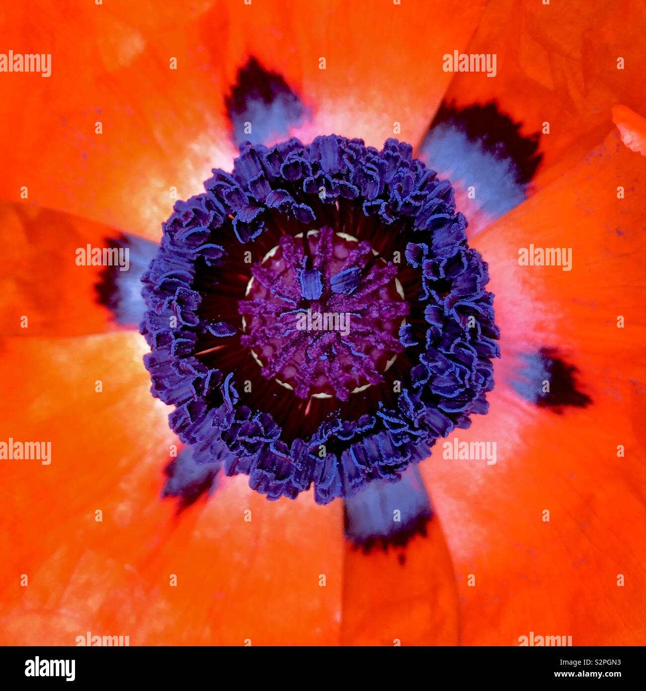 Poppy flower closeup with symmetry Stock Photo - Alamy