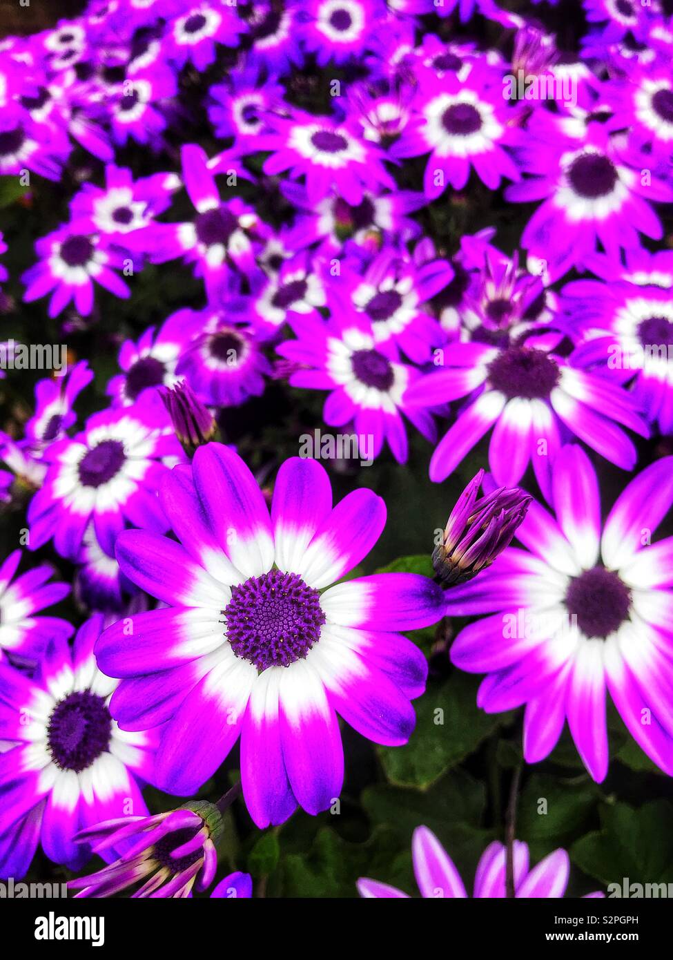 Stunning White Purple Photos