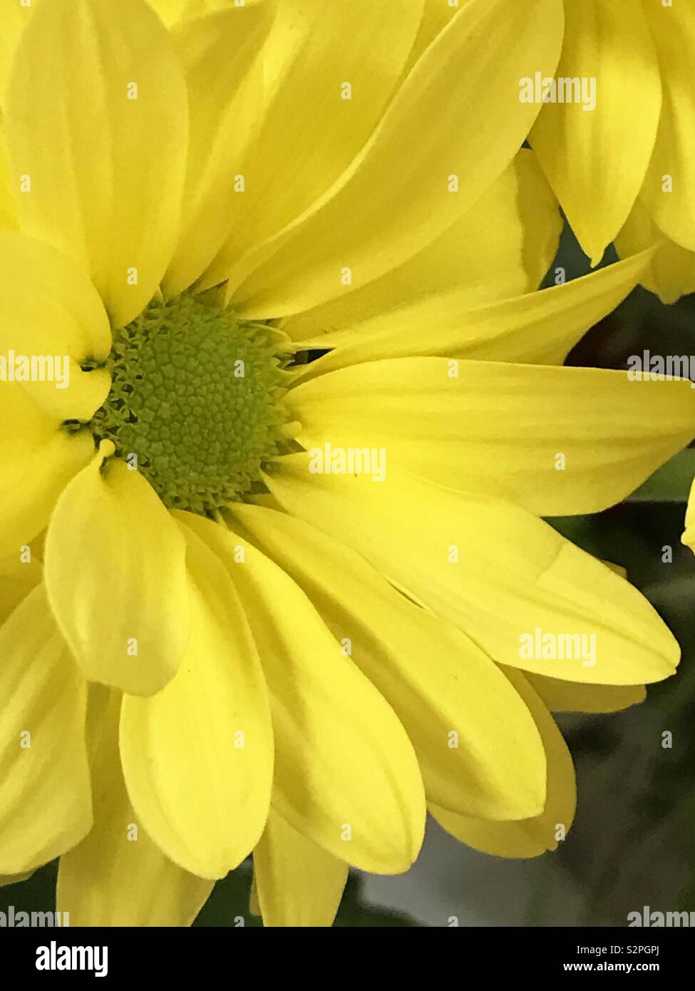 Yellow daisy flower. Close view Stock Photo - Alamy