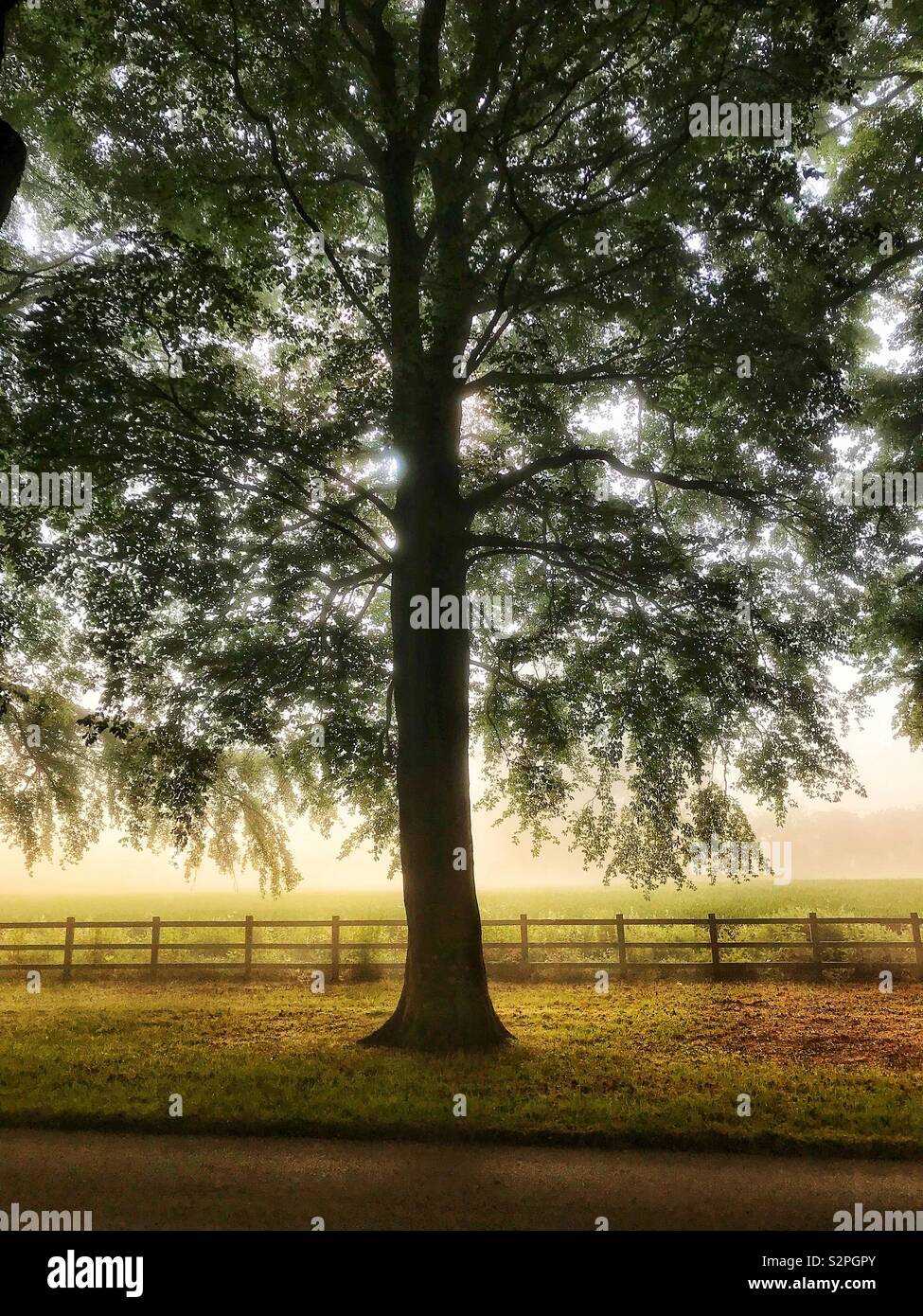 Beech tree in early summer hi-res stock photography and images - Alamy
