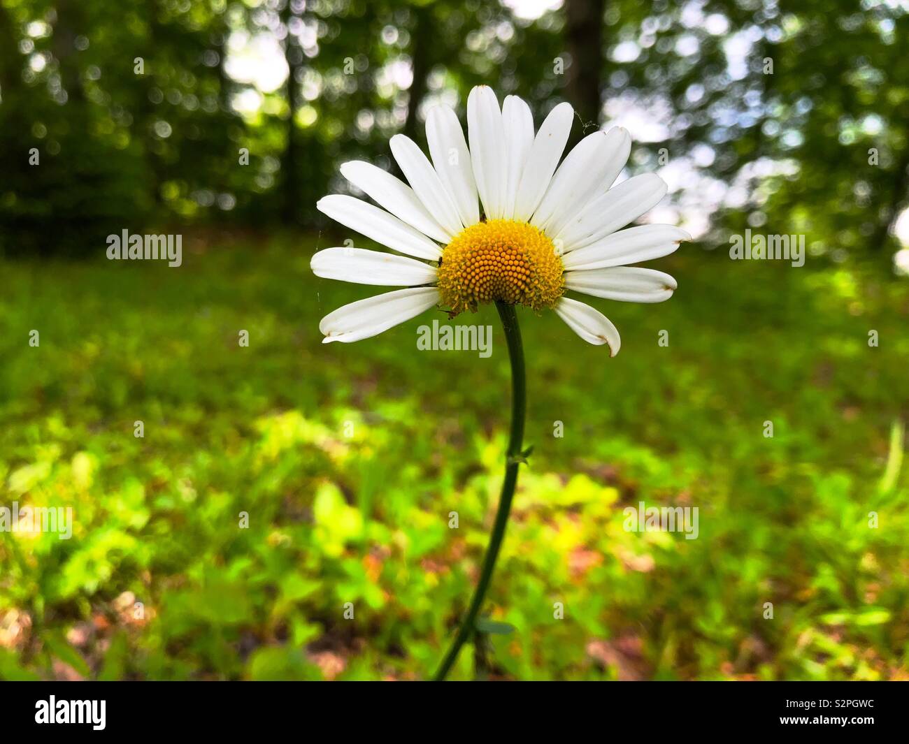 Missing petals hi-res stock photography and images - Alamy