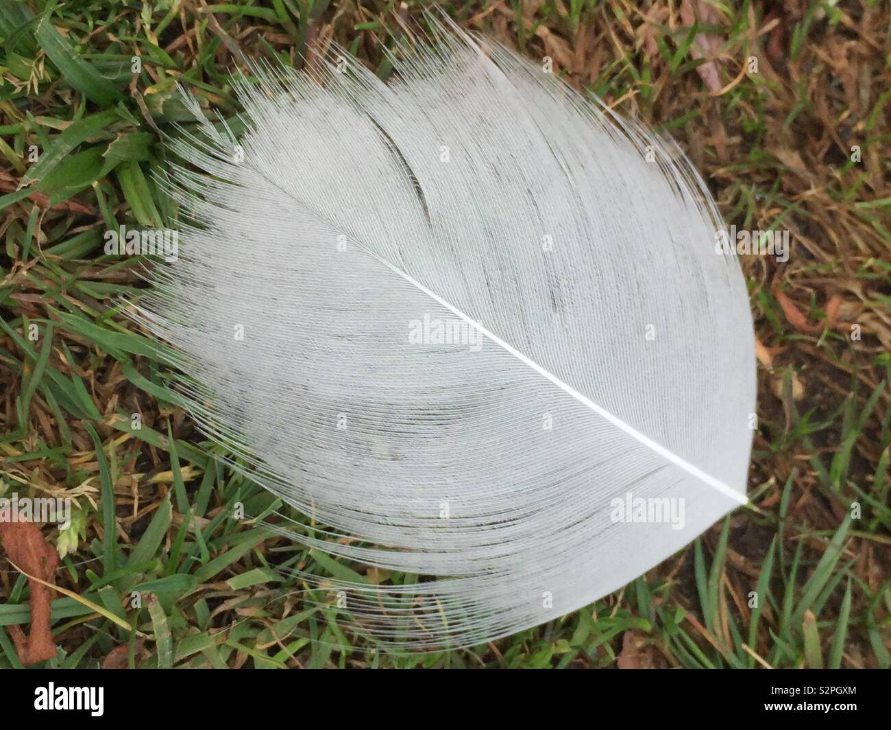 Swan feather hi-res stock photography and images - Alamy