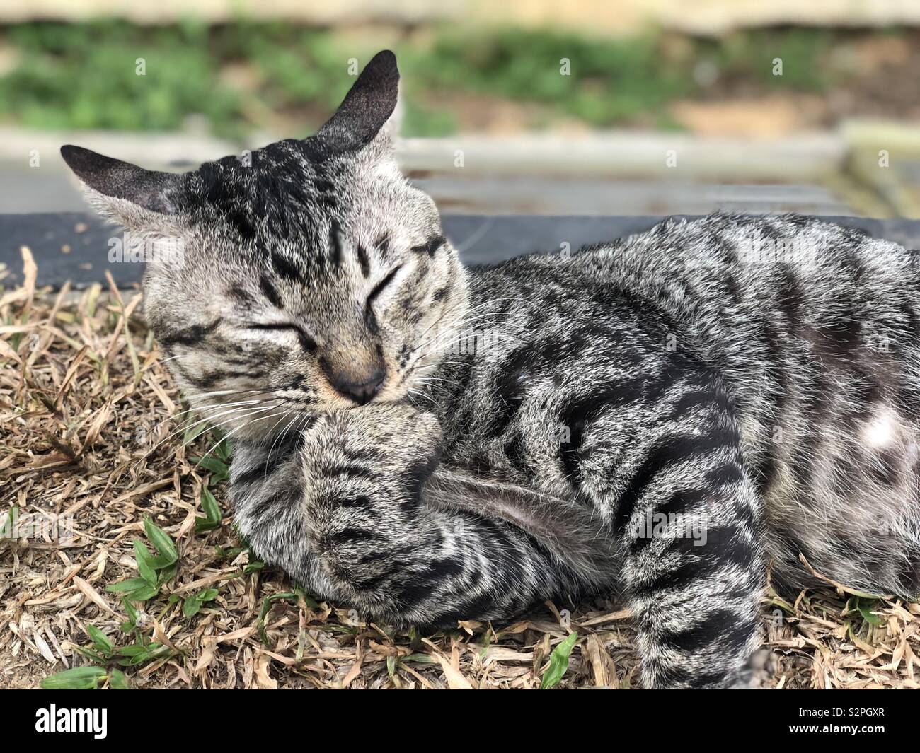 Cat chill hi-res stock photography and images - Alamy