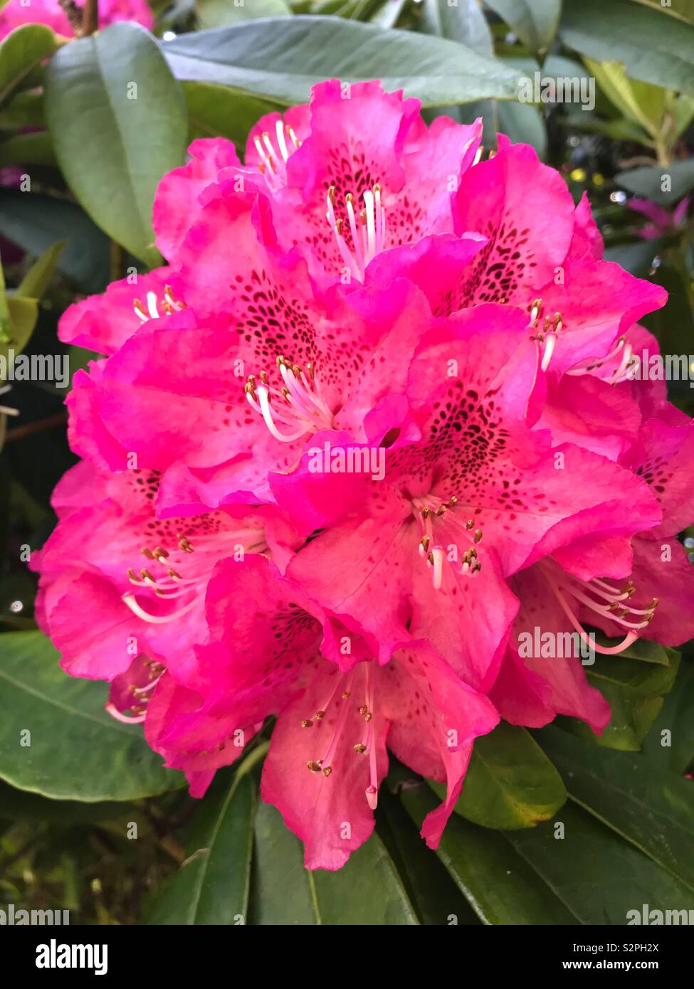 Beautiful bright pink rhododendron Stock Photo - Alamy