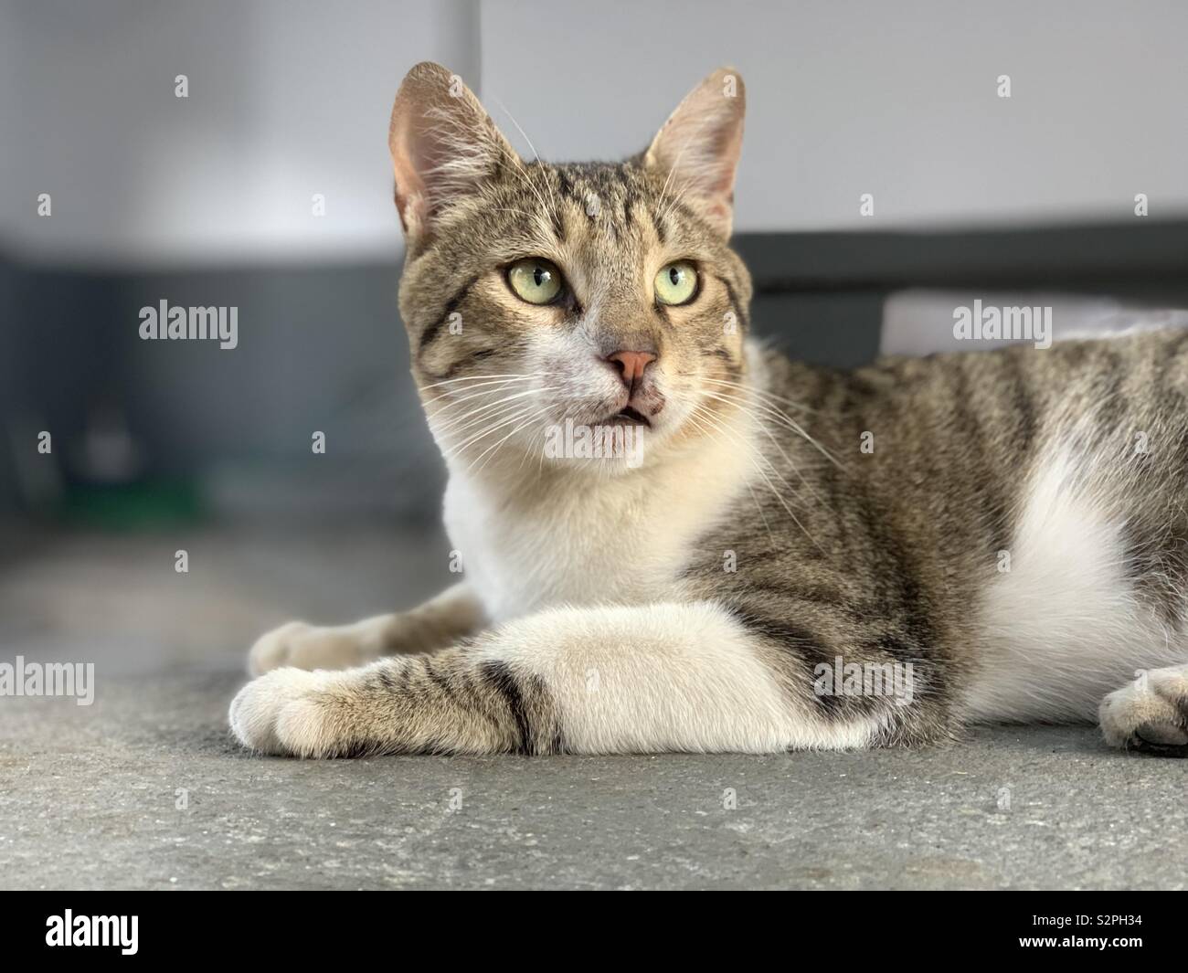 Greece stray hi-res stock photography and images - Alamy