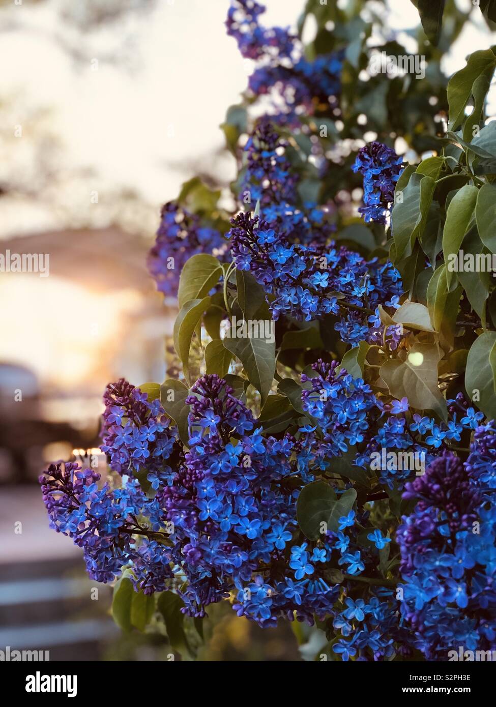 Lilac sunset hi-res stock photography and images - Alamy
