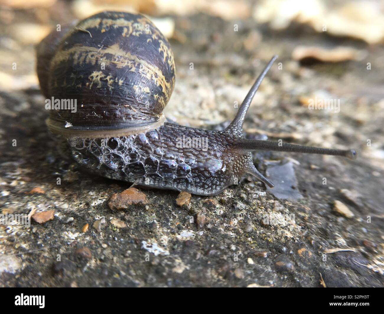 Concrete Snail High Resolution Stock Photography and Images - Alamy