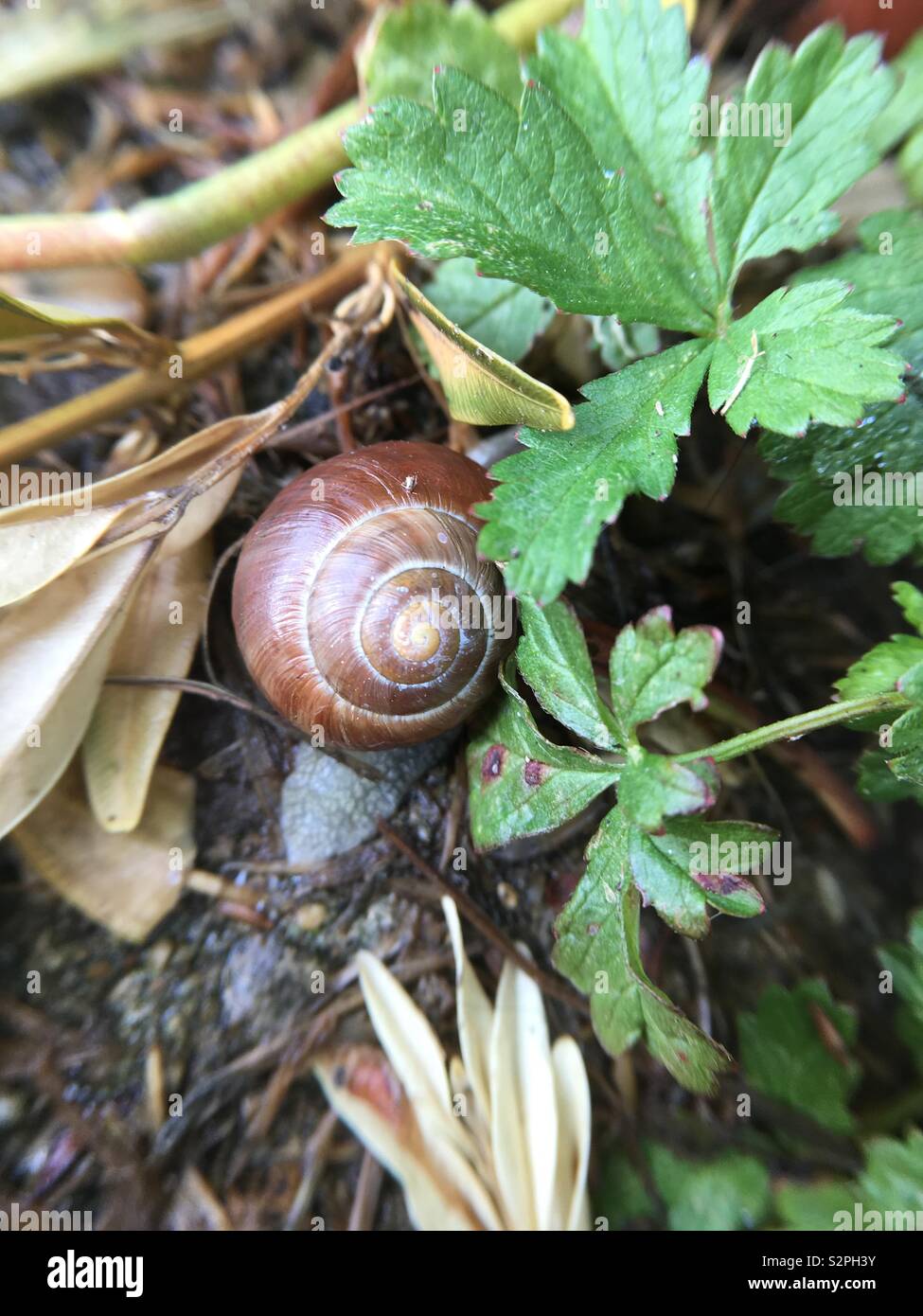 Snail in undergrowth Stock Photo - Alamy