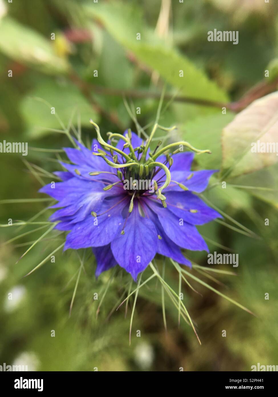 Purple mist flower hi-res stock photography and images - Alamy