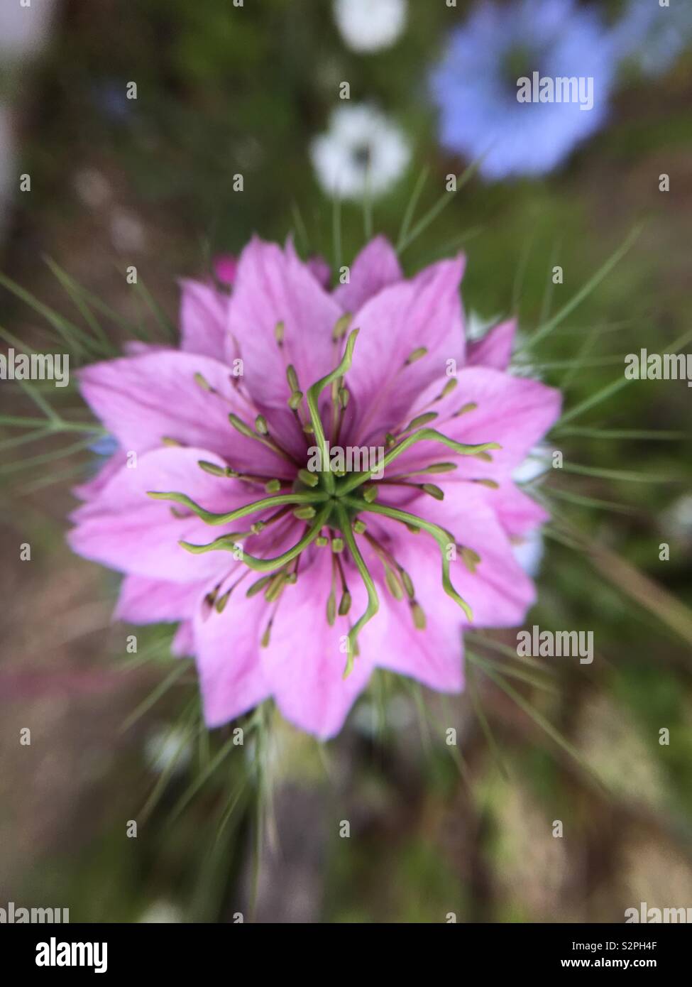 Pink Nigella Damascena love-in-a-mist Stock Photo - Alamy