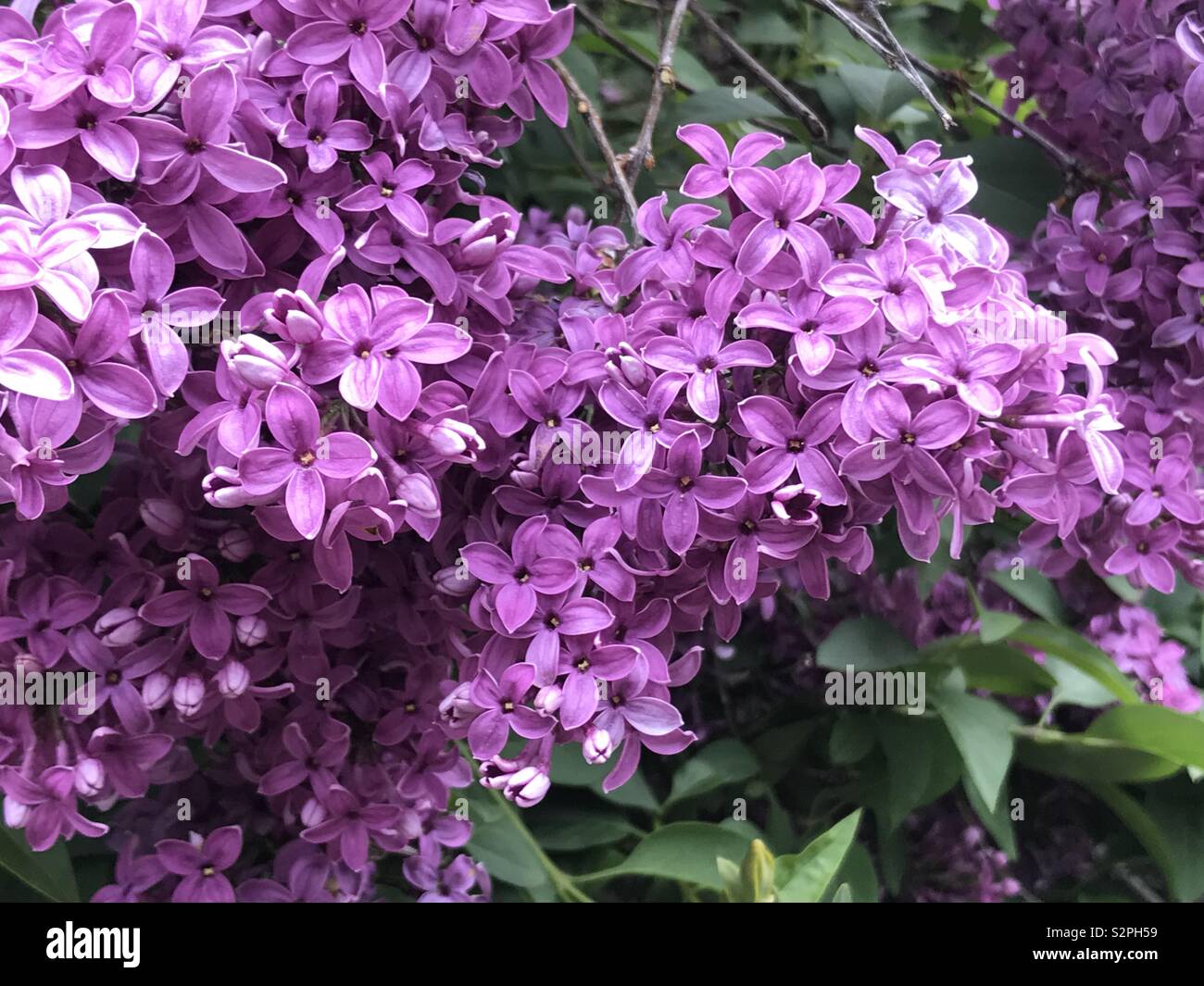 Common purple lilac syringa vulgaris hi-res stock photography and ...