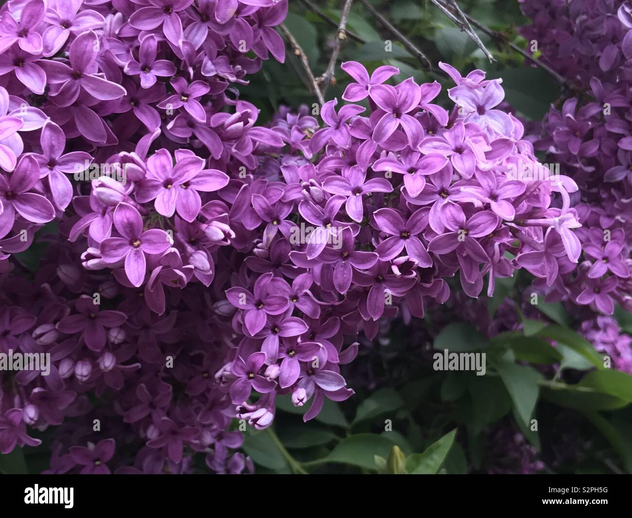 Syringa syringa vulgaris hi-res stock photography and images - Alamy