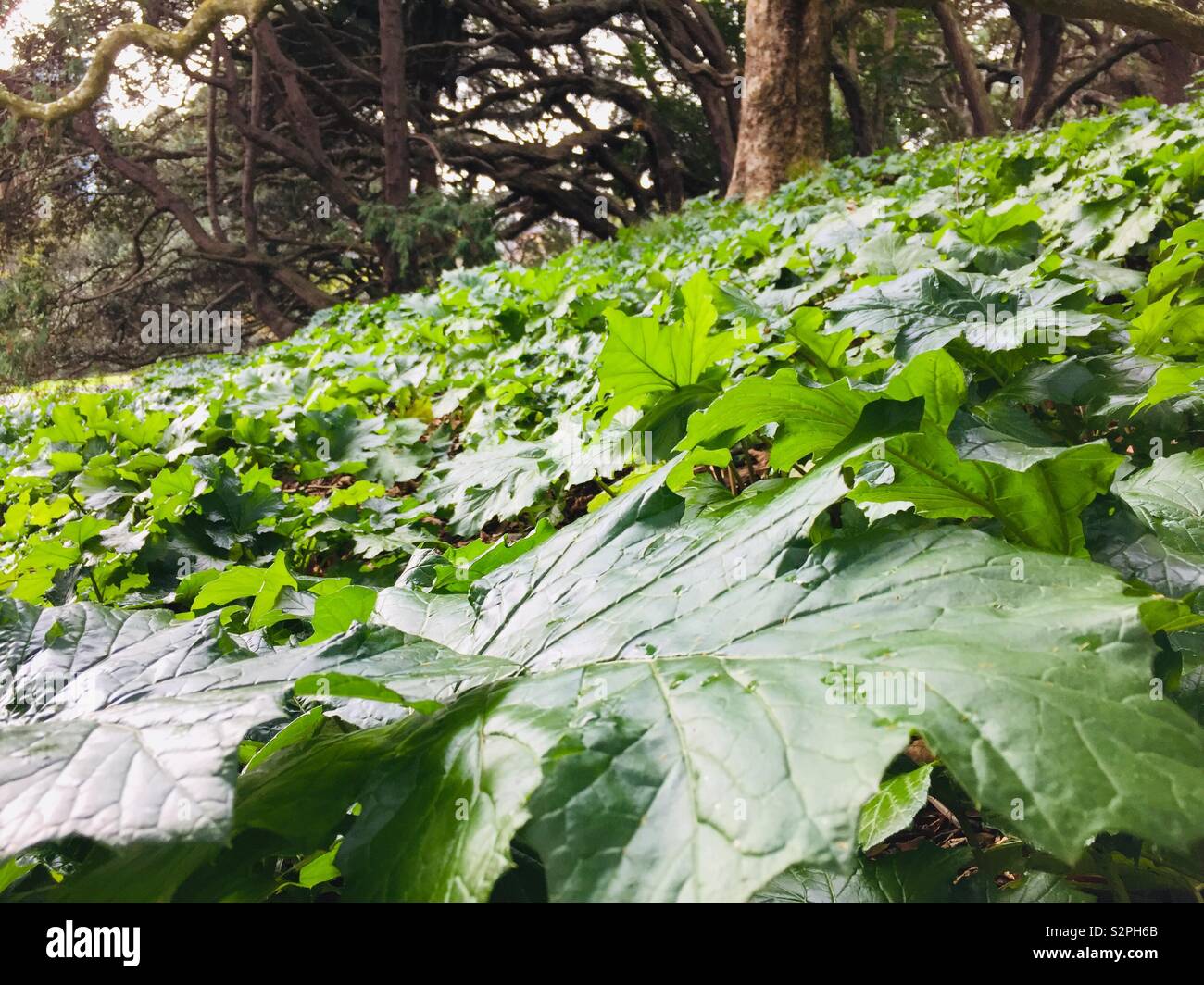 Leafy leafs hi-res stock photography and images - Alamy