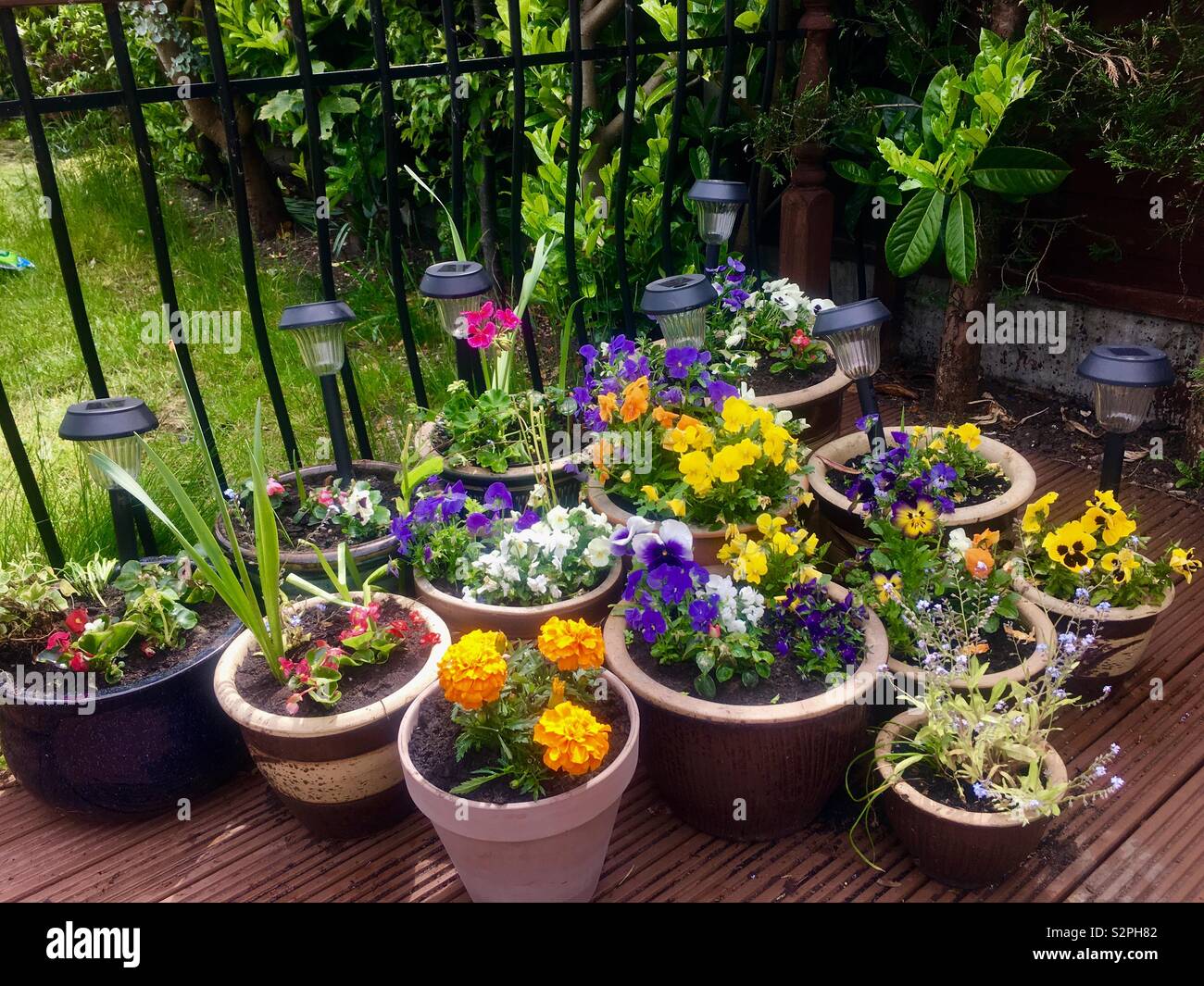 Spring flowers in pots Stock Photo - Alamy