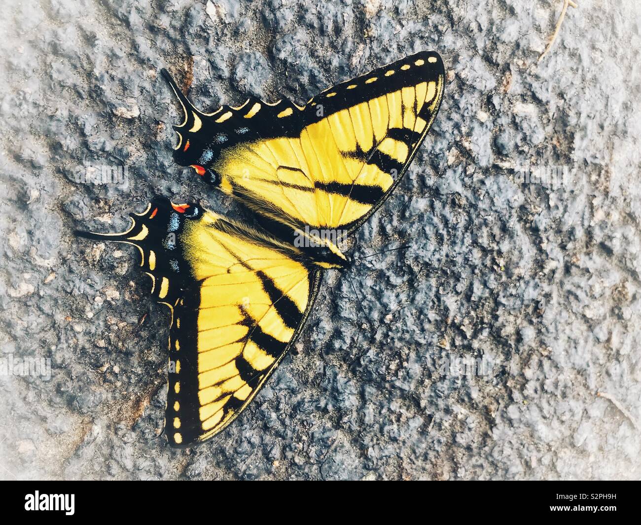 Yellow swallowtail butterfly hi-res stock photography and images - Alamy